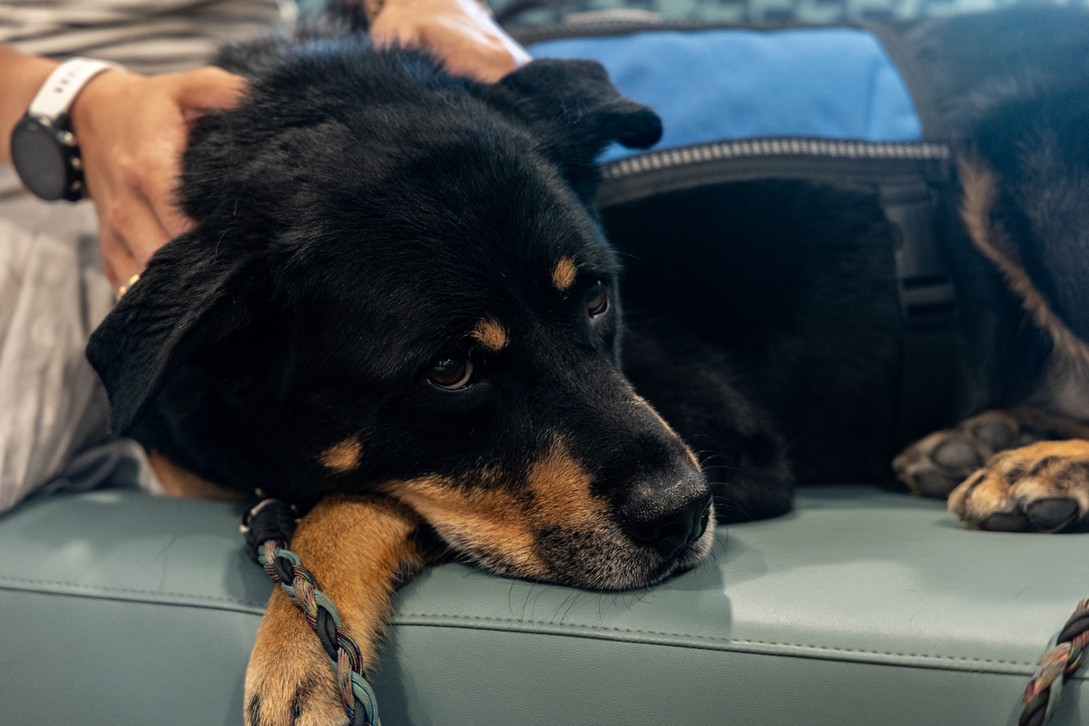 Krinkle: Exceptional Therapy Dog and All-Around Good Boy